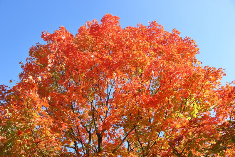 Arbre d'orme d'automne photo stock. Image du lumineux - 3478248