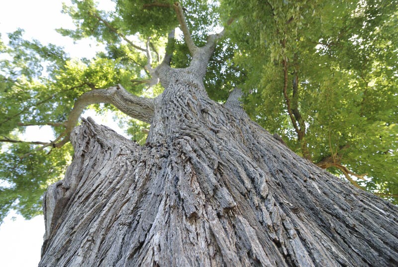 Arbre d'orme géant image stock. Image du nature, grand - 24734999