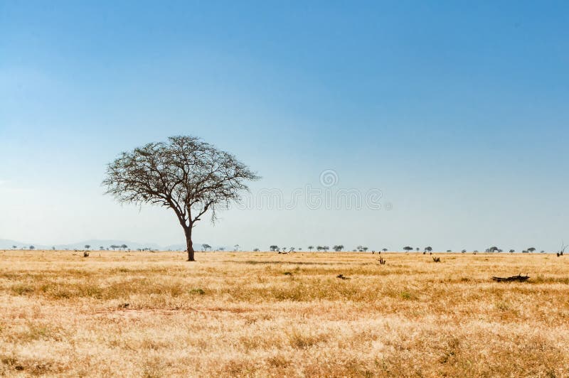 Arbre Dans La Savane Du Parc National Est De Tsavo Photo stock - Image ...