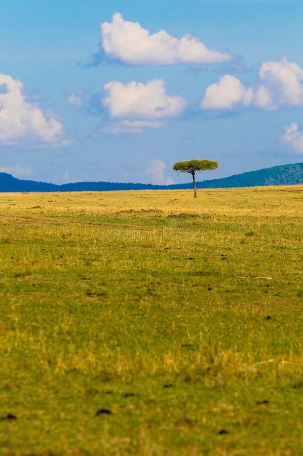 Arbre Dans La Savane, Horizontal Africain Type Photo stock - Image du ...