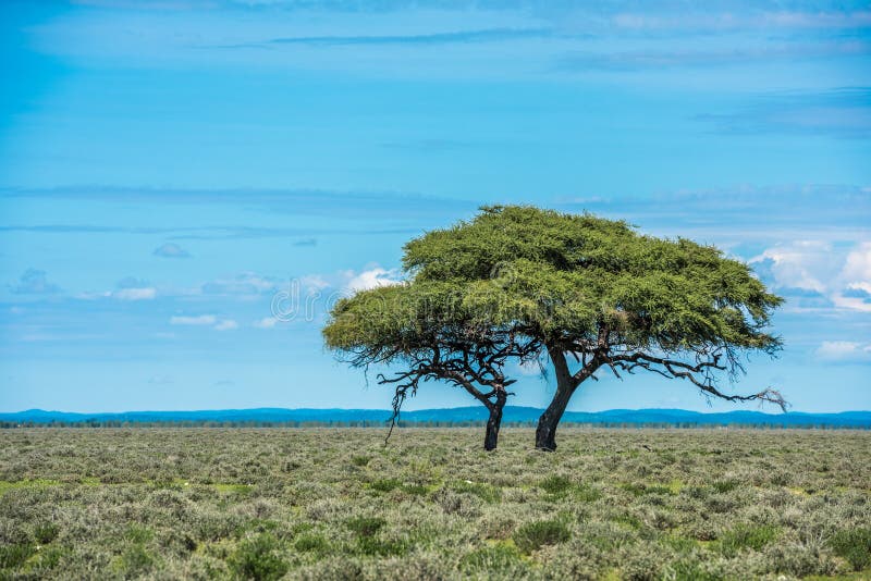 Arbre Dans La Savane, Horizontal Africain Type Photo stock - Image du ...