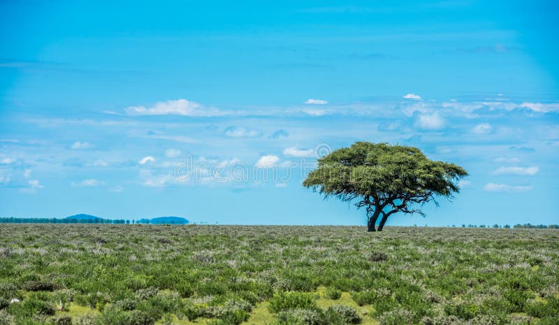 Arbre Dans La Savane, Horizontal Africain Type Photo stock - Image du ...