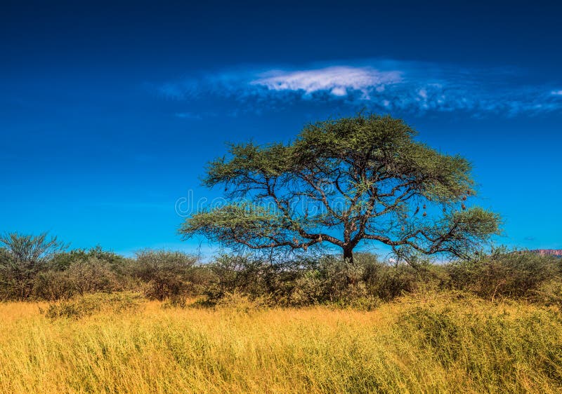 Arbre Dans La Savane, Horizontal Africain Type Photo stock - Image du ...