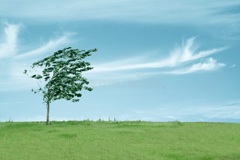 Arbre De Bouleau Dans Le Vent Image stock - Image du nature, lame: 16977219