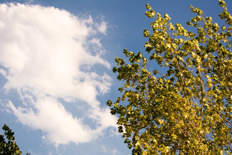 112,246 Arbre Dans Le Vent Photos libres de droits et gratuites de ...