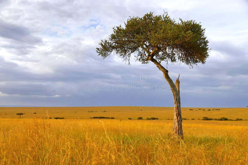 Arbre dans une savane photo stock. Image du africain - 215524402