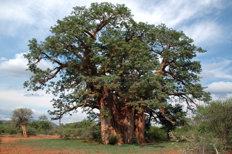 Arbre de baobab image stock. Image du lames, afrique, géant - 483661