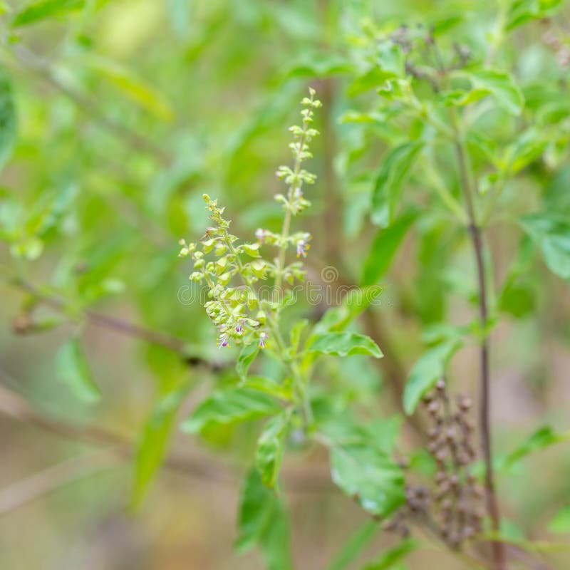 Arbre De Basilic Doux Dans Le Potager Image stock - Image du ...