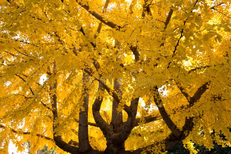 Arbre De Biloba De Ginkgo, Automne Photo stock - Image du forêt, lame ...