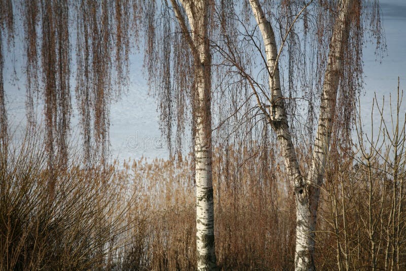 Arbre de bouleau photo stock. Image du forêt, automnal - 20941996
