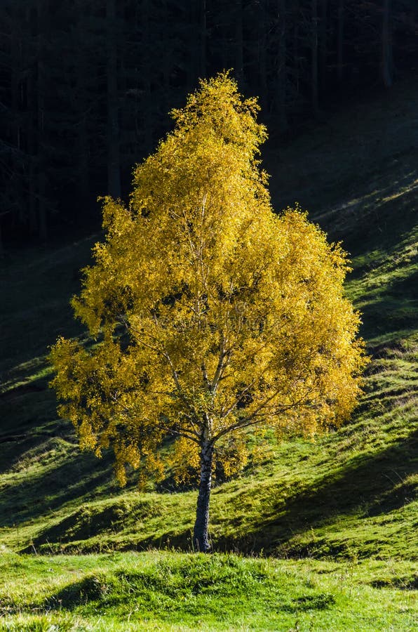 Arbre de bouleau jaune photo stock. Image du bouleau - 29089832