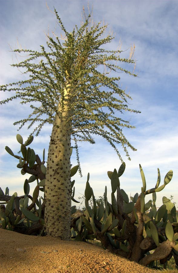 Arbre de cactus et cactus. image stock. Image du accroissement - 13240313