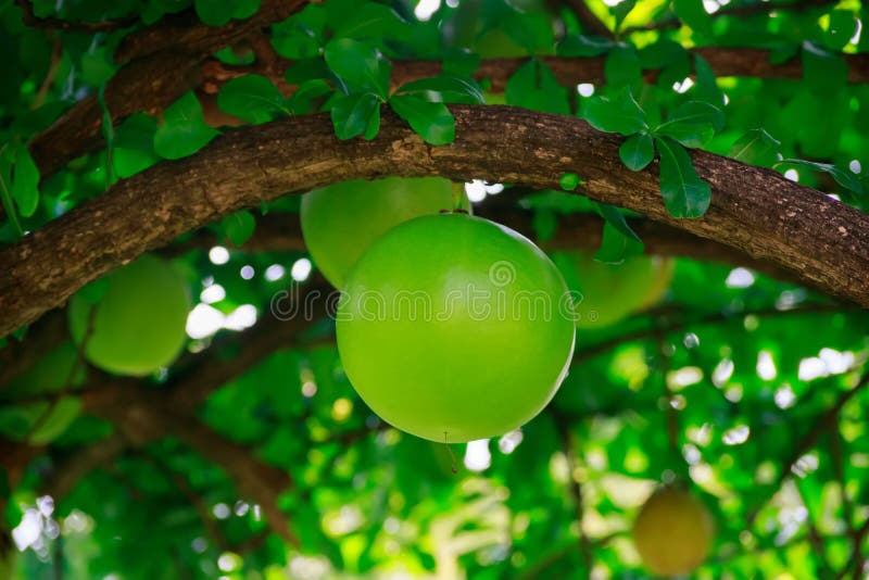 Arbre De Calabbash, Calebasse Sauvage Photo stock - Image du asiatique ...