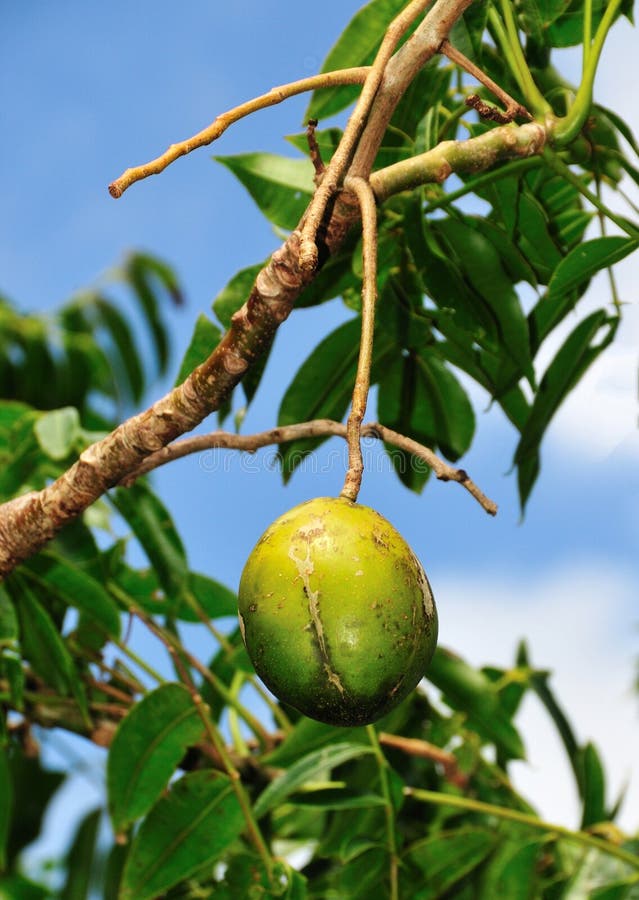 Arbre De Calebasse Et Fruit (Crescentia L) Image stock - Image du lame ...