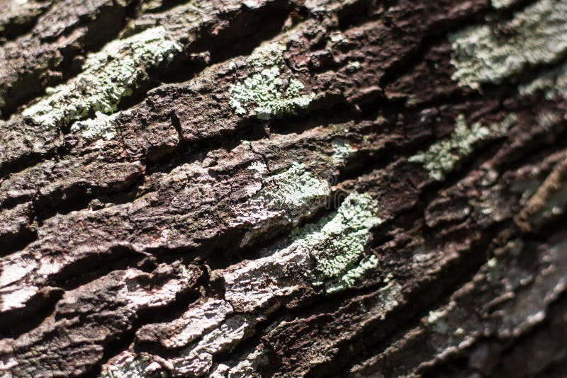 Arbre de cannelle camphora image stock. Image du camphre - 181358541