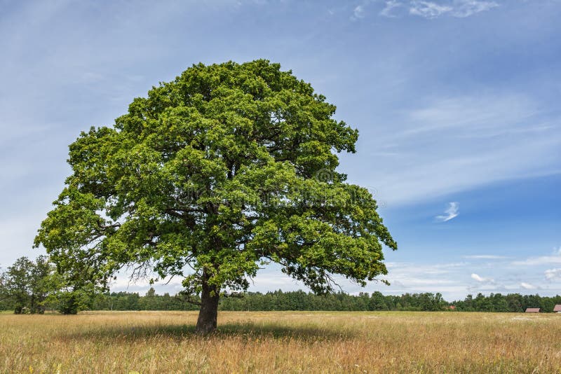 Arbre de chêne isolé photo stock. Image du milieux, zone - 47525768