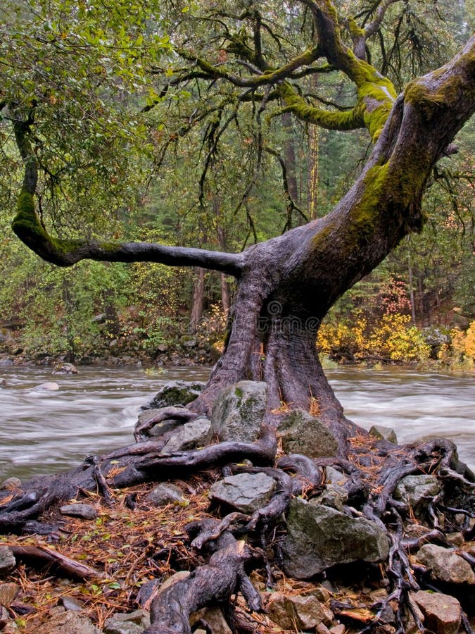 Racines tordues d'arbre image stock. Image du mûr, nature - 40079641