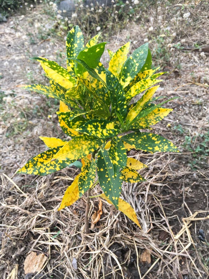 Arbre de Croton flowring image stock. Image du fleur - 146910957