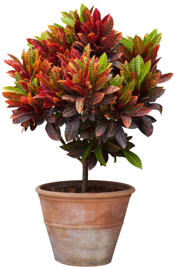 Arbre De Croton Dans Le Flowerpot Image stock - Image du poterie ...