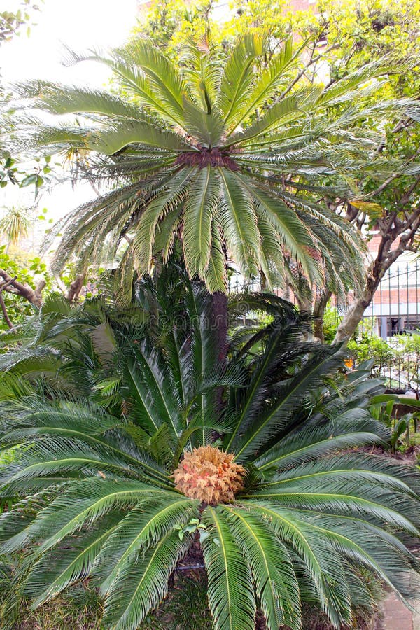 Fleur de cycas image stock. Image du uruguay, flore, arbre - 72496009