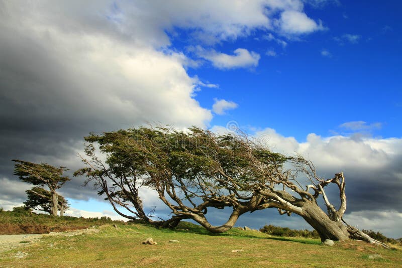 Arbre De Drapeau Dans Le PAtagonia De L'Argentine Image stock - Image ...