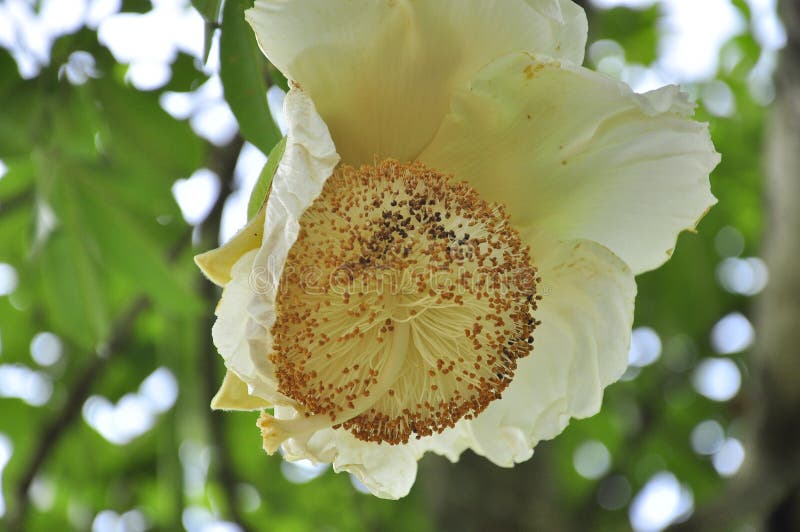 Arbre De Fleur De Baobab En Afrique Photo stock - Image du maurice ...