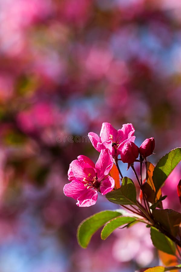 Arbre De Floraison Avec Les Fleurs Roses Au Printemps Image stock ...
