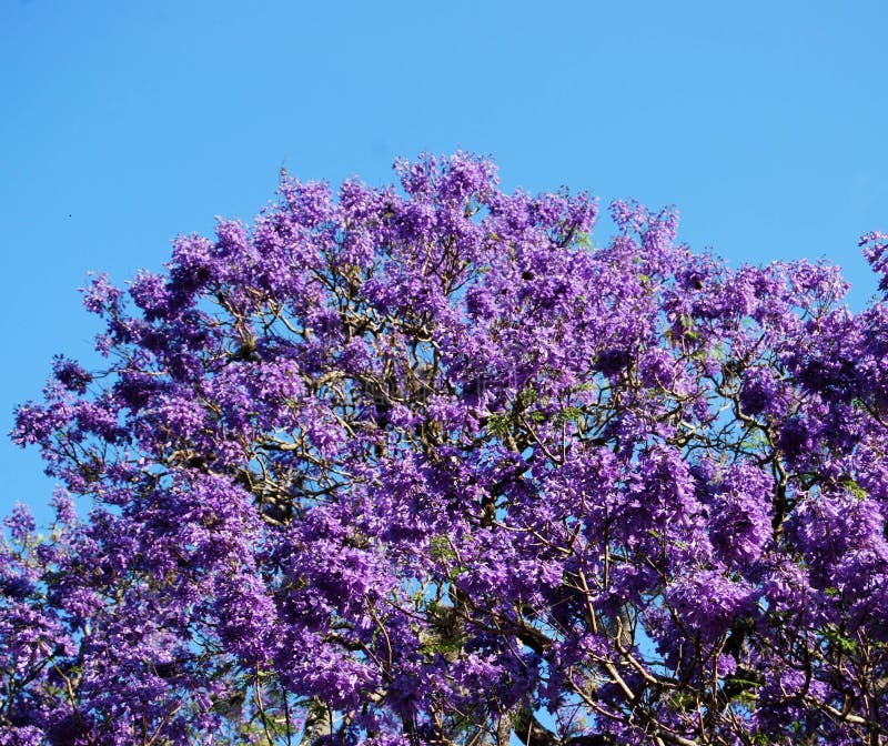 Arbre De Floraison De Jacaranda Image stock - Image du inde, lavande ...