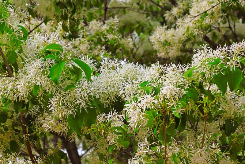 Arbre de gland photo stock. Image du fond, plumeux, fleurs - 115583890