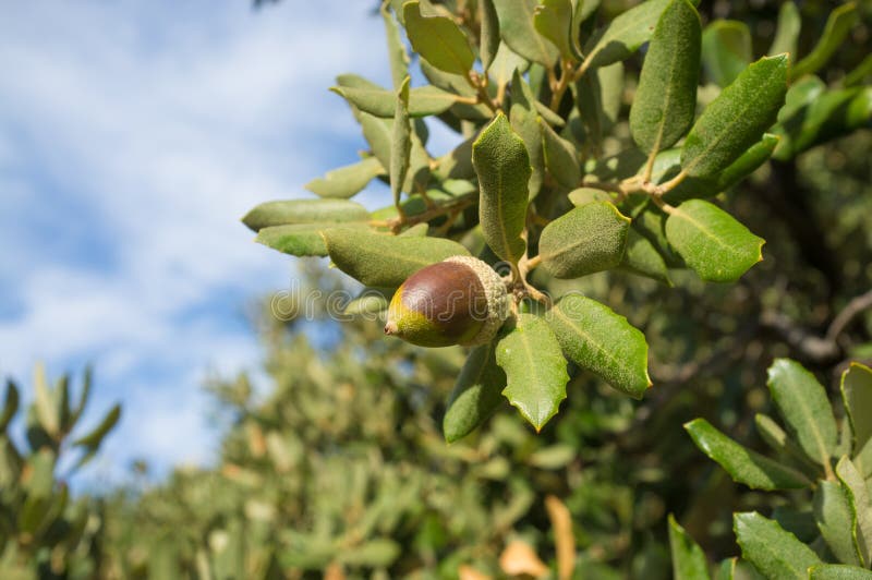Arbre de gland photo stock. Image du feuillage, horizontal - 35442266