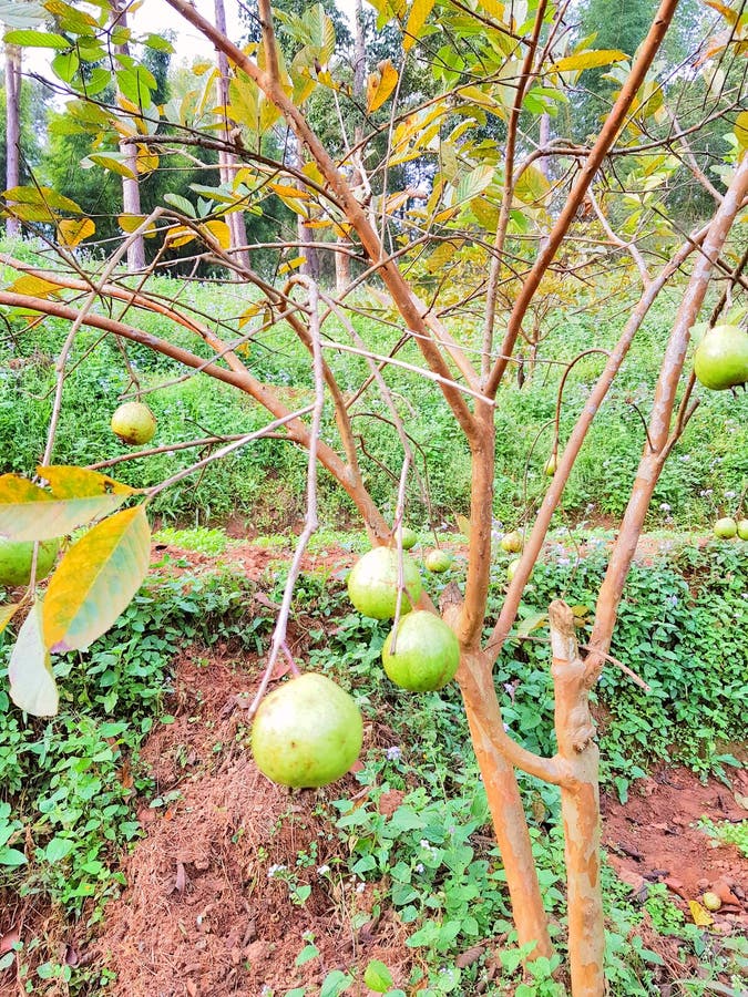 Arbre De Goyave Avec Les Fruits Juteux Image stock - Image du doux ...