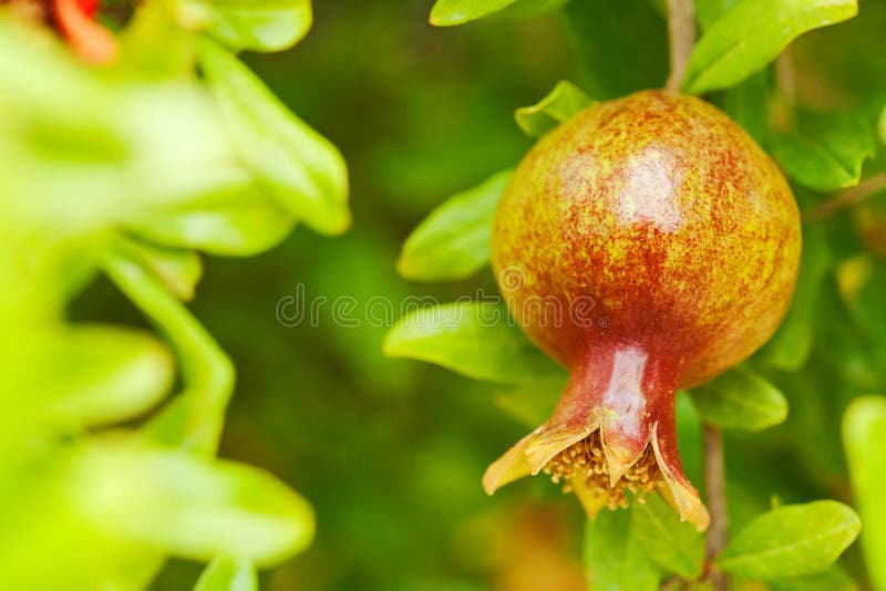 Deux Grenades Sur Une Branche Image stock - Image of doux, texture ...