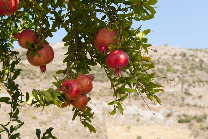 Groupe De Fruit De Grenade Sur L'arbre Photo stock - Image du dieting ...