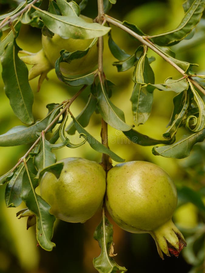 Groupe De Fruit De Grenade Sur L'arbre Photo stock - Image du arbre ...