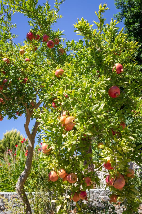 Grenade sur un arbre photo stock. Image du graines, tête - 10591430
