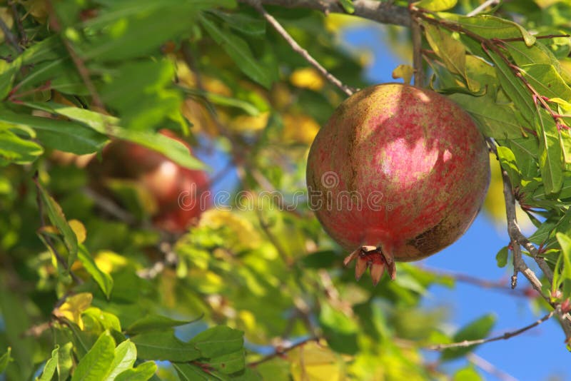 Arbre de grenade image stock. Image du copie, fruits - 69067091
