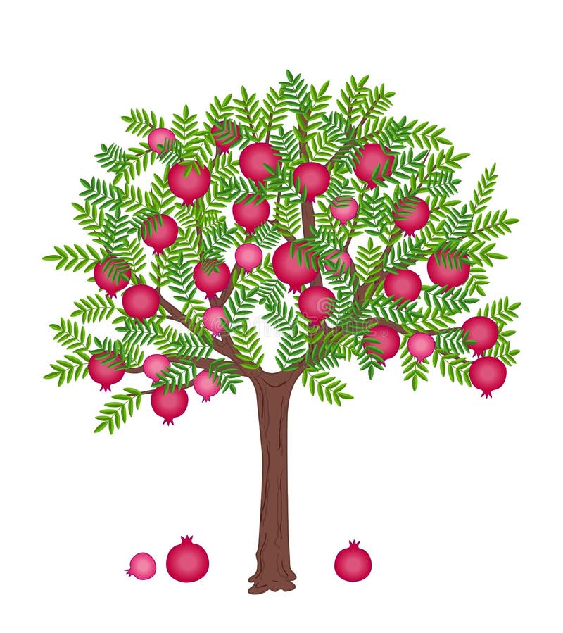 Stades De Croissance Des Arbres Grenadiers Progression De La Période De ...