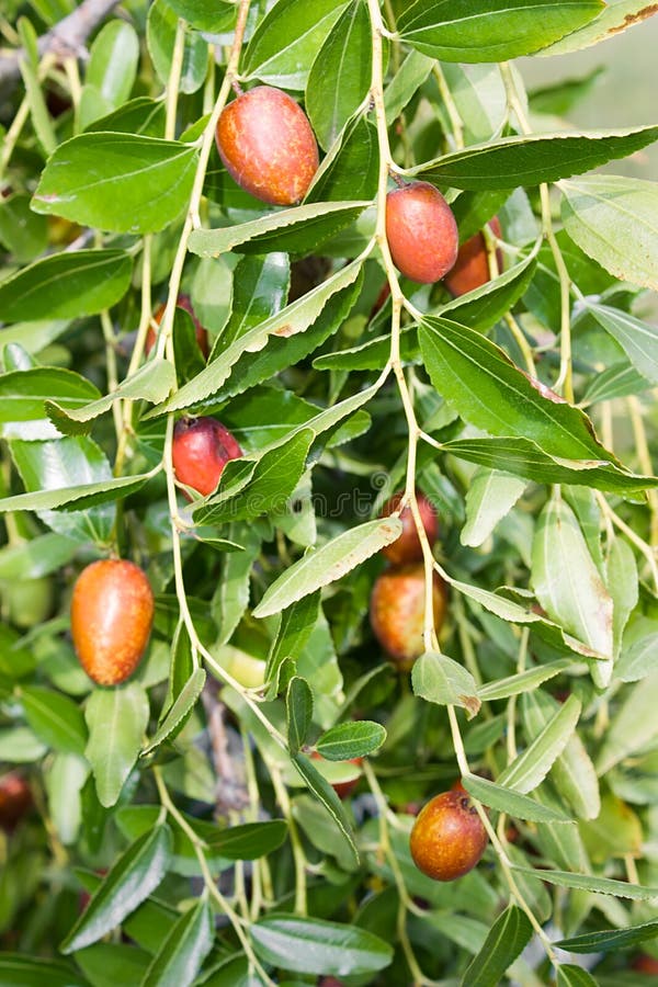 Jujube image stock. Image du automne, organique, nourriture - 16403229