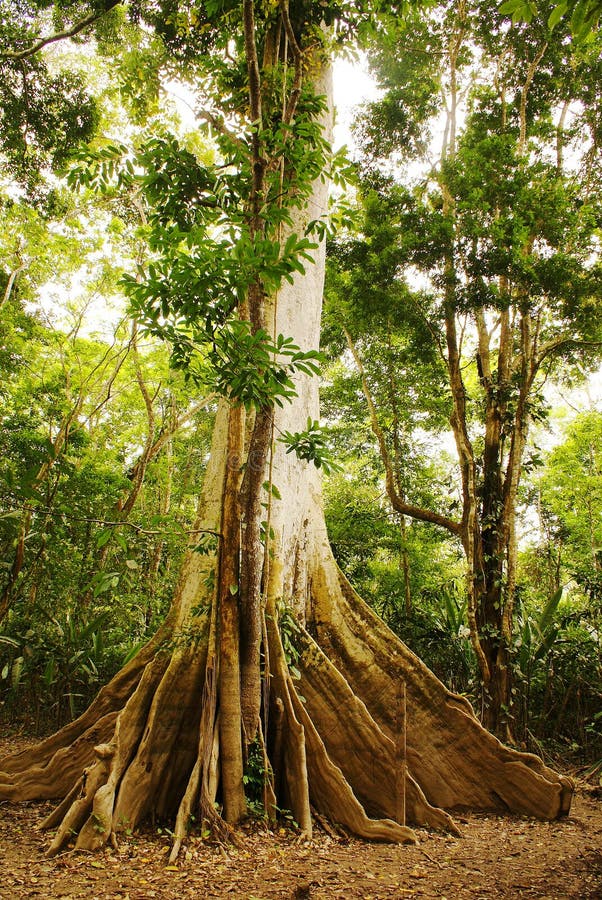 Arbre de jungle d'Amazone photo stock. Image du colombie - 37853280