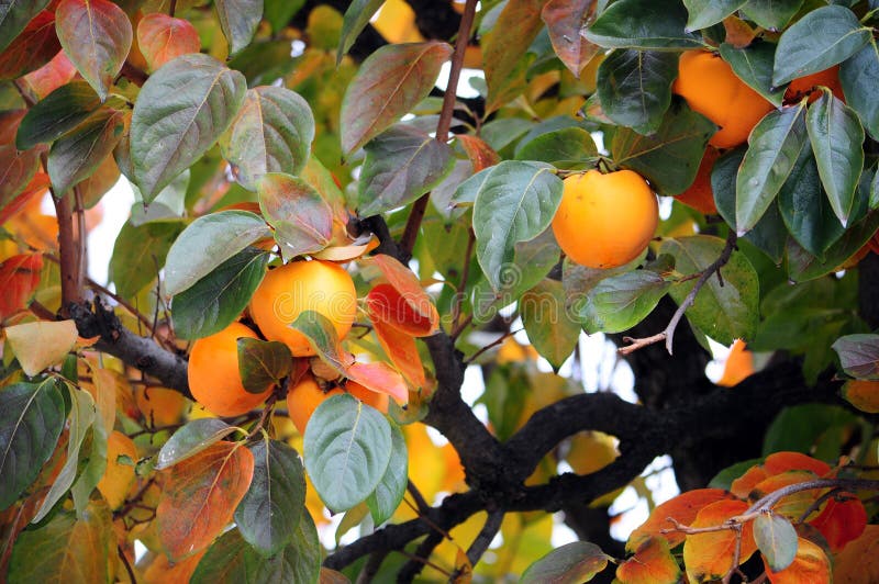 Arbre De Kaki Avec Les Fruits Oranges De Kaki - Vue Minimale Image ...