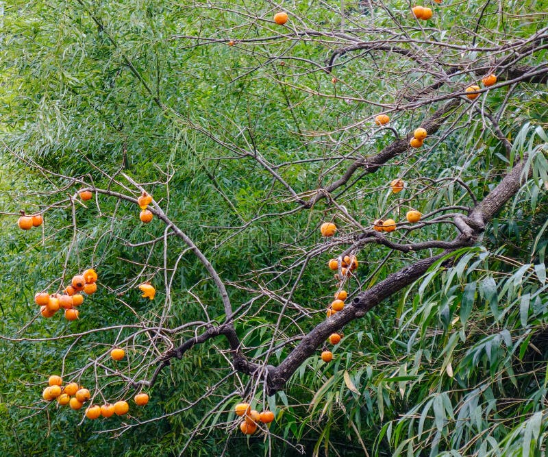 Fruits De Kaki Accrochant Sur L'arbre Image stock - Image du ...
