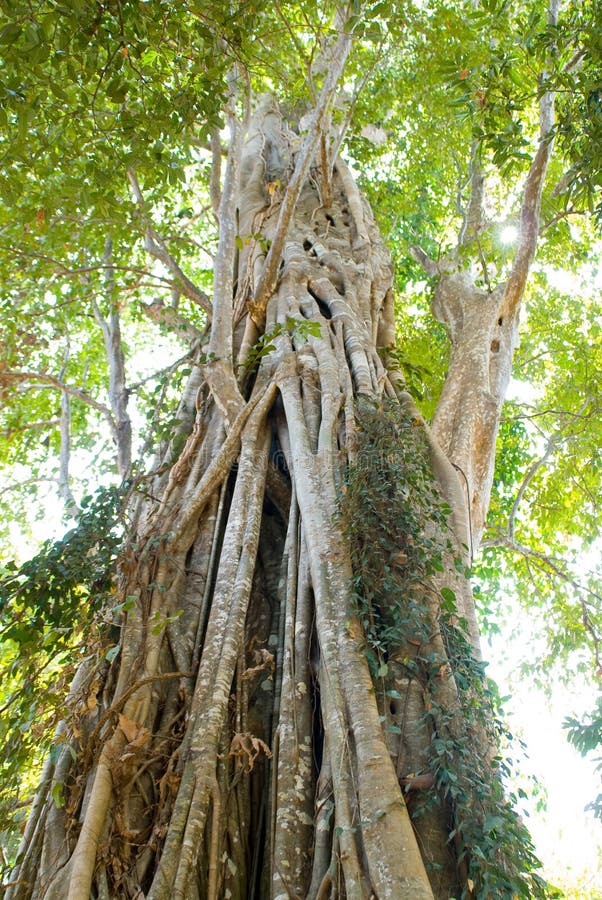 Arbre de liane image stock. Image du jungle, cambodge - 2589055