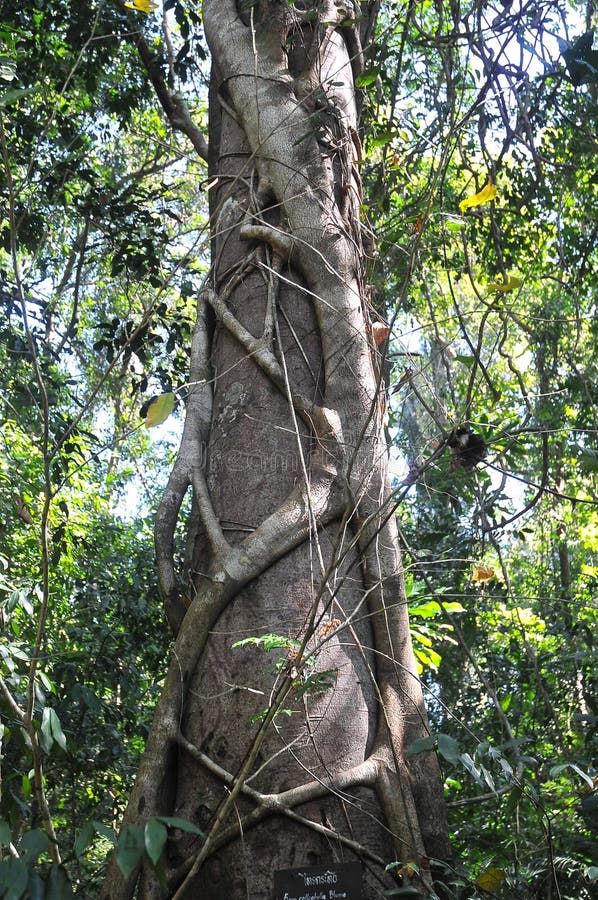 7,901 Arbre De Liane Photos libres de droits et gratuites de Dreamstime