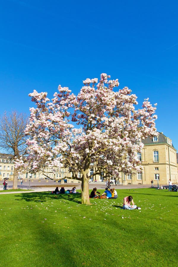 Arbre de magnolia image stock. Image du fleur, pelouse - 4951457