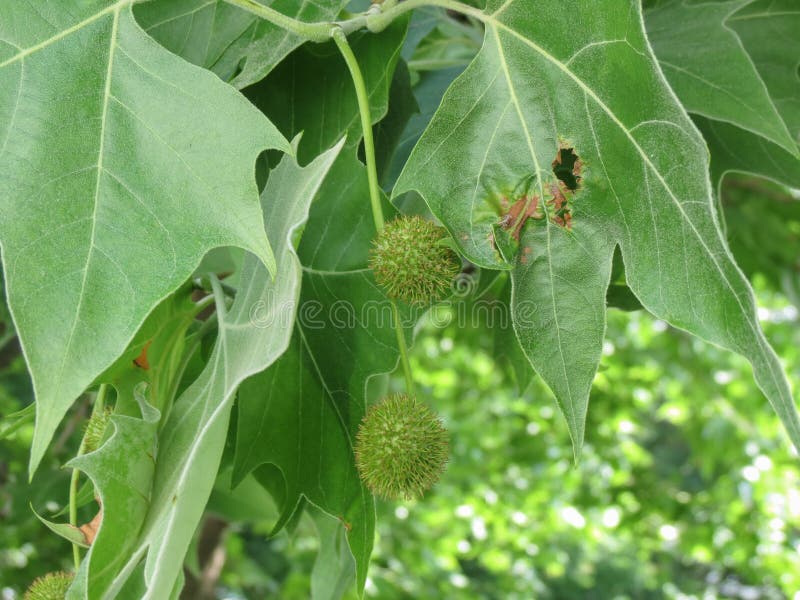 Arbre De Marron D'Inde Ou Marron Image stock - Image du verdure, nature ...
