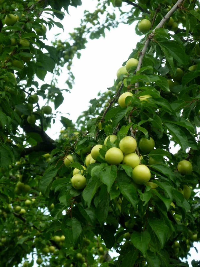 Mirabelle Aux Fruits Verts Dans Le Jardin Image stock - Image du groupe ...
