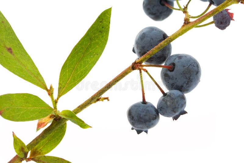 Myrtille image stock. Image du bleu, myrtille, frais - 20915093