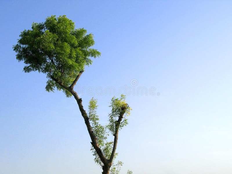 Arbre de Neem image stock. Image du neem, arbre - 10609695