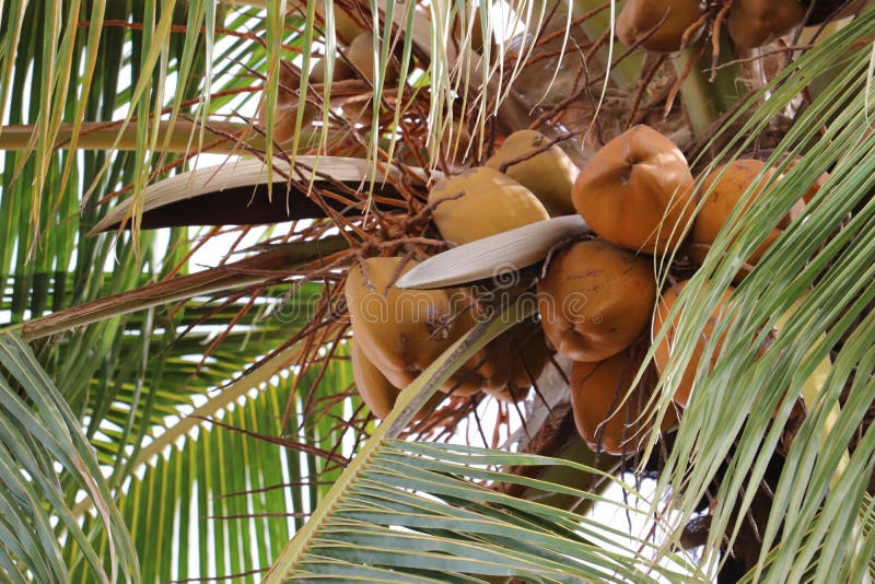 Noix De Coco Sur Un Arbre De Noix De Coco Photo stock - Image du noix ...