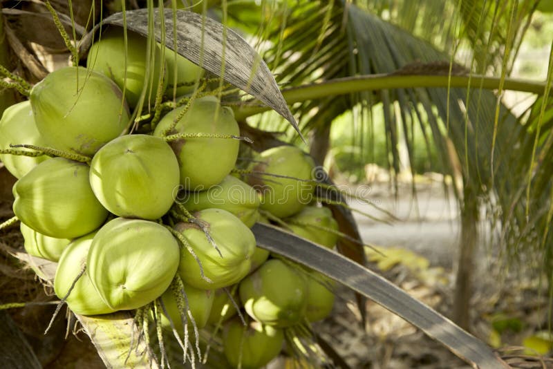 Arbre De Noix De Coco Avec Des Fruits De Noix De Coco Photo stock ...